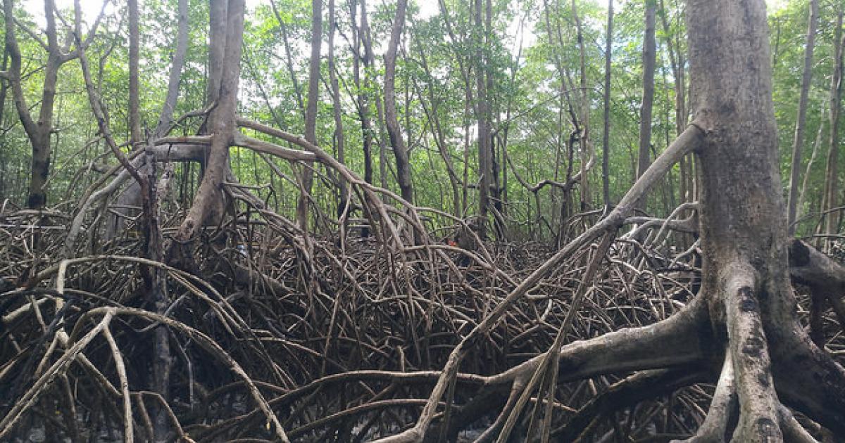 mangrove trees