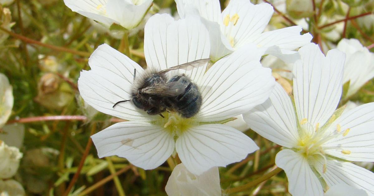Mason bees go to work early in the season before honey bees emerge ...