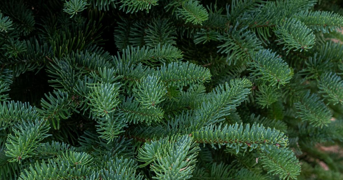 ‘Trees to Know’ guidebook helps identify Christmas trees | Newsroom ...
