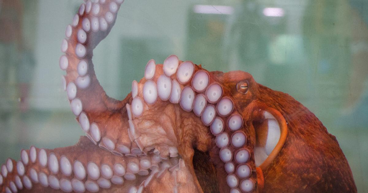 Visitor Center at OSU’s Hatfield Marine Science Center to fully reopen ...