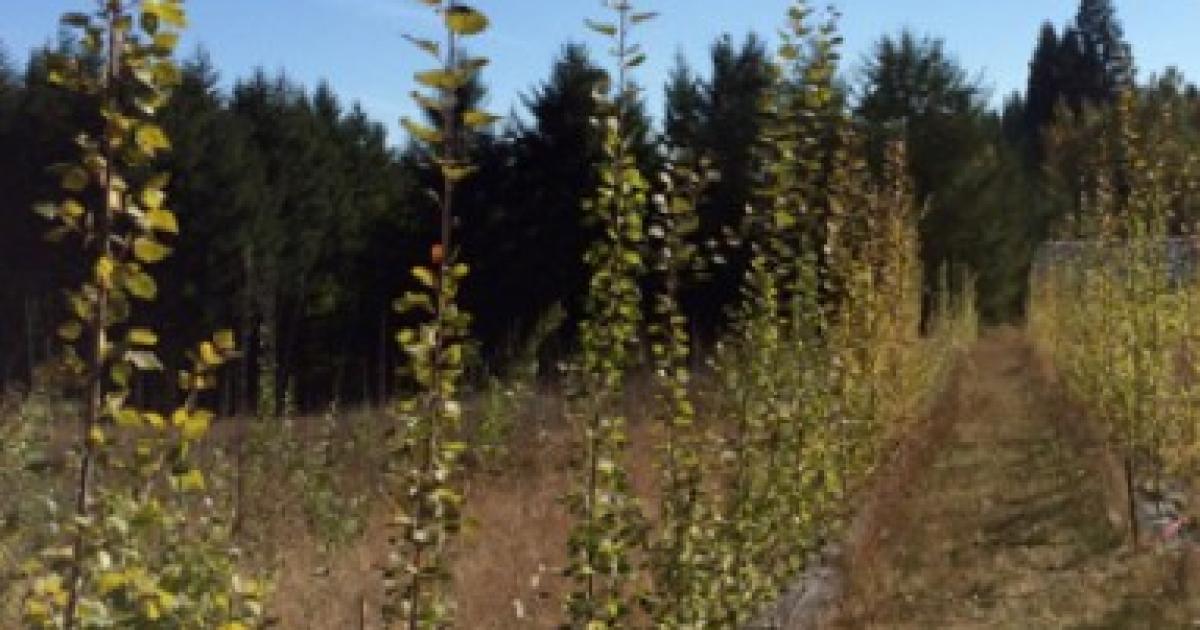 Poplars genetically modified not to harm air quality grow as well as ...
