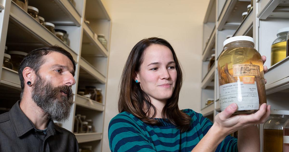 Researchers use OSU fish collection to detect historical infection of ...