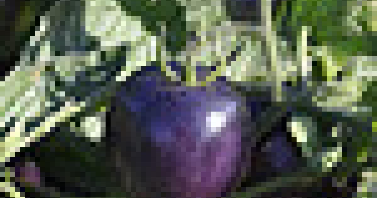 OSU unveils new purple tomato, 'Indigo Rose' | Newsroom | Oregon State ...