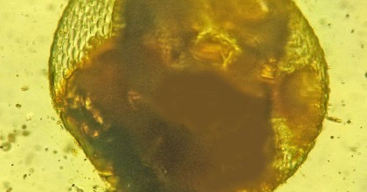 Newly identified fossil insect used 360-degree vision and sticky feet ...