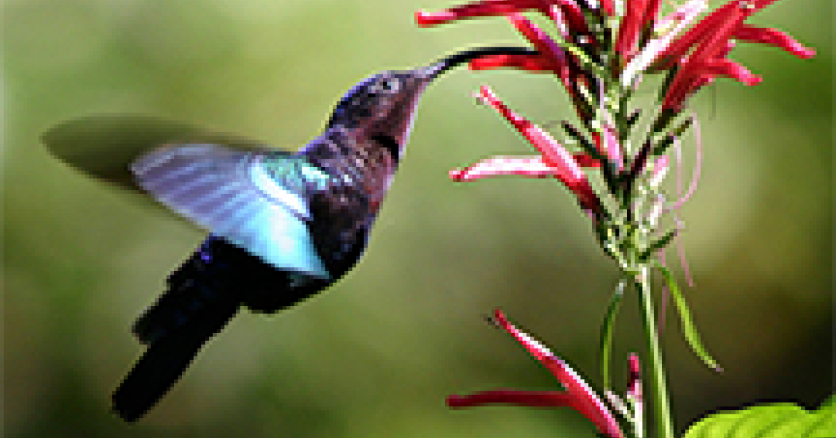 Tropical forest pollination conservation topic of Science Pub Corvallis ...