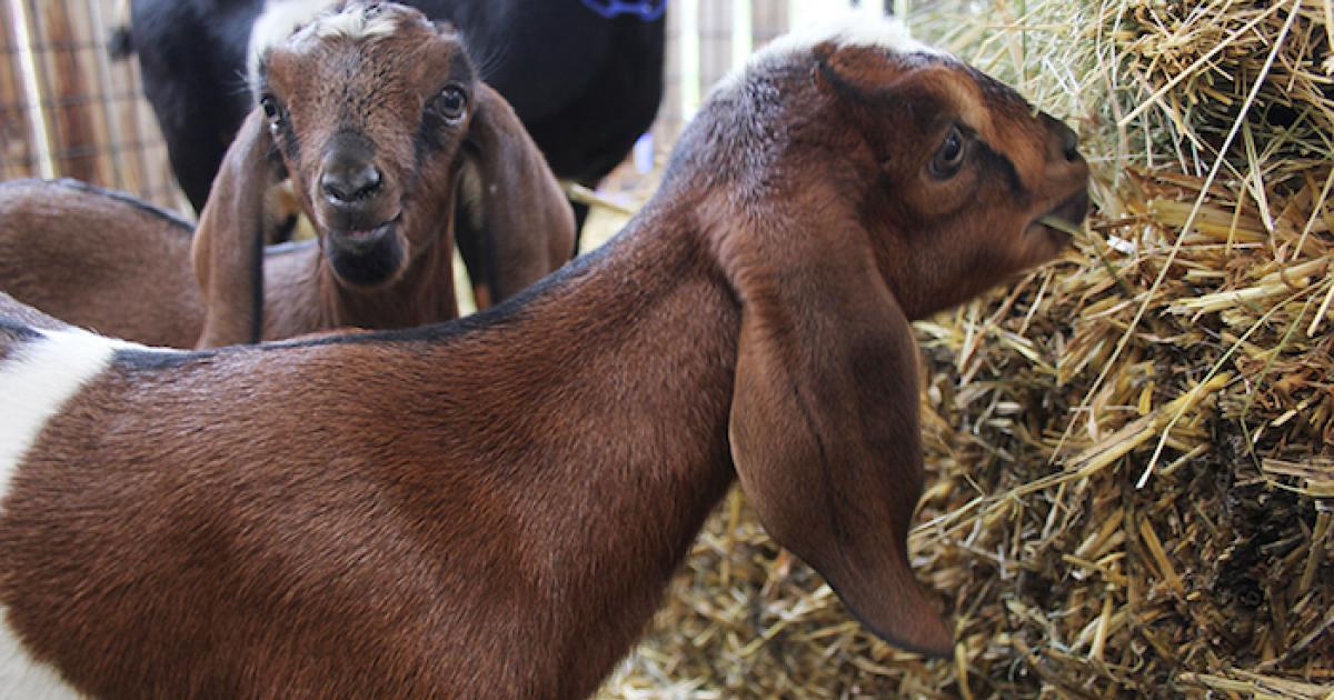 Mini-goat farm fulfills childhood dream | Newsroom | Oregon State ...