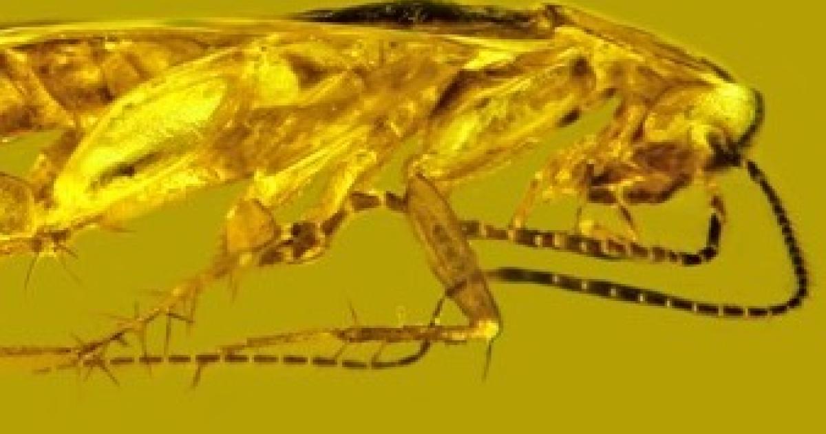 Oregon State amber researcher finds new species of cockroach, first ...