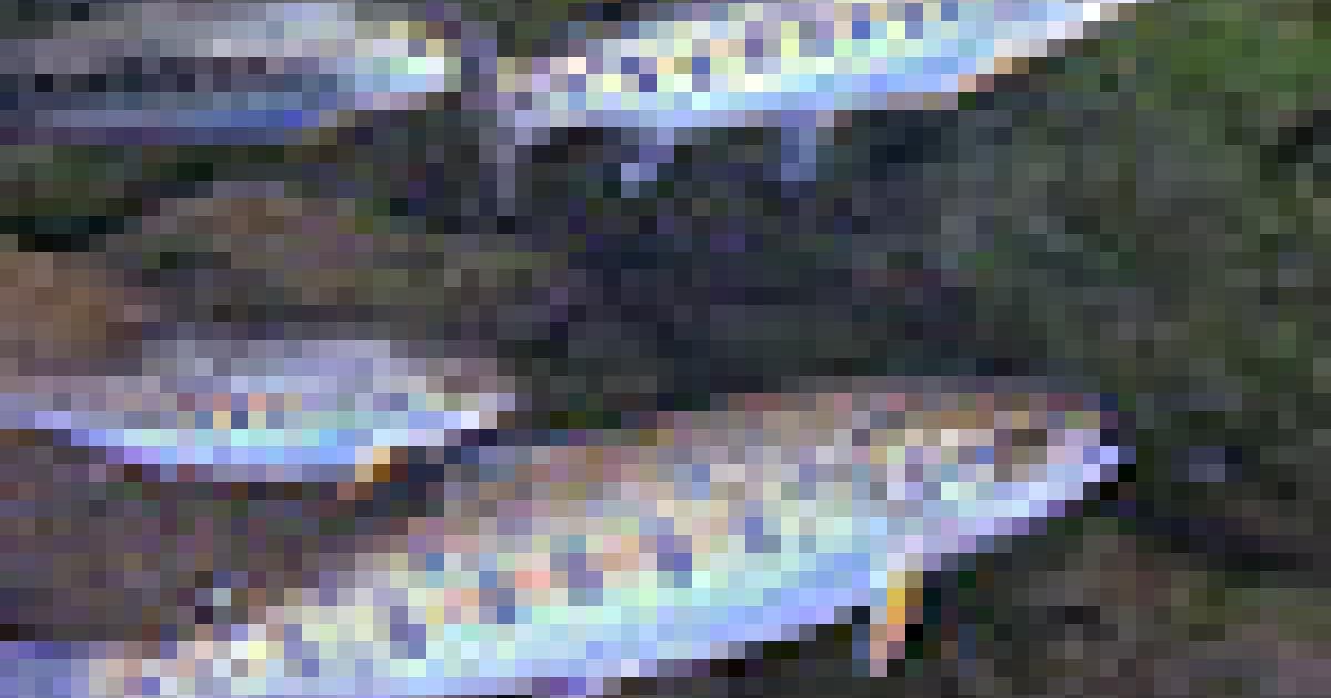 DNA evidence shows that salmon hatcheries cause substantial, rapid ...