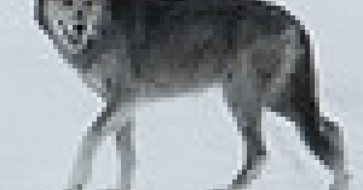Yellowstone transformed 15 years after the return of wolves | Newsroom ...