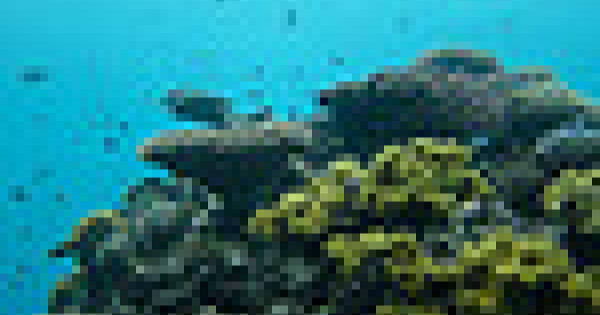 The "slippery slope to slime": Overgrown algae causing coral reef ...