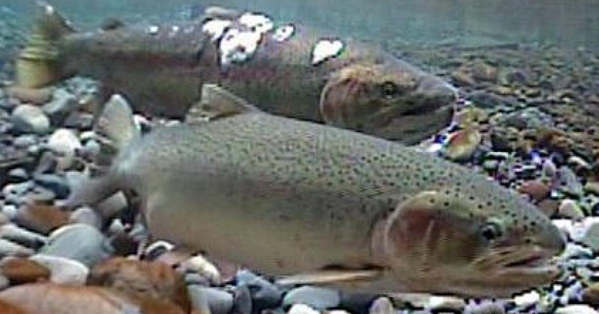 Oregon State researchers explore ways to make hatchery steelhead more ...