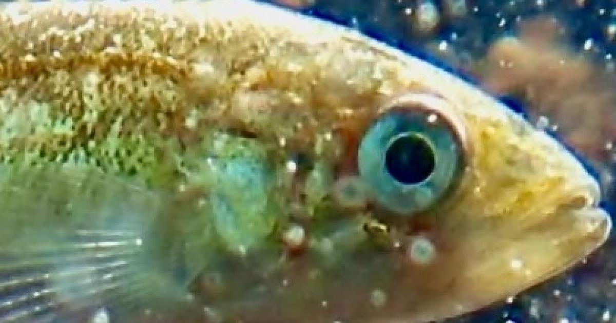 Juvenile black rockfish affected by marine heat wave but not always for ...
