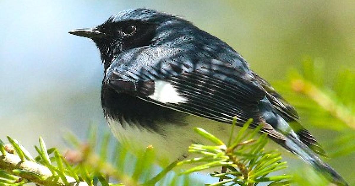 Forest birds with short, round wings more sensitive to habitat ...
