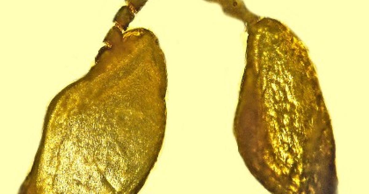 New type of tiny wasp comes with mysterious, cloud-like structures at ...