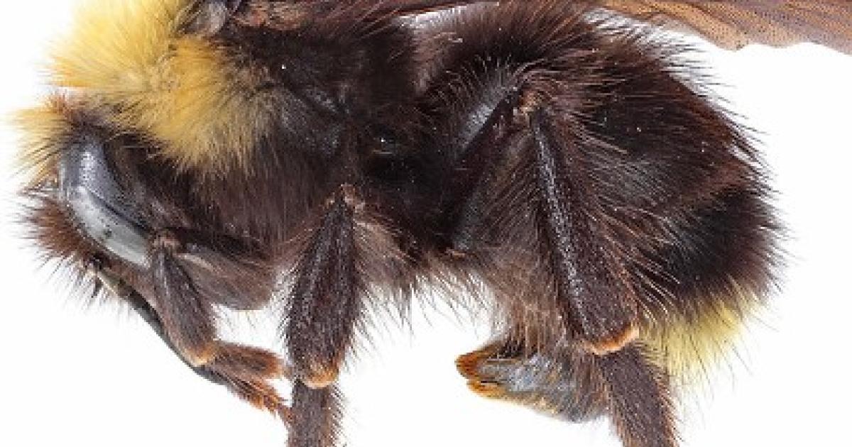 New online guides will aid in identification of native bees in Pacific ...