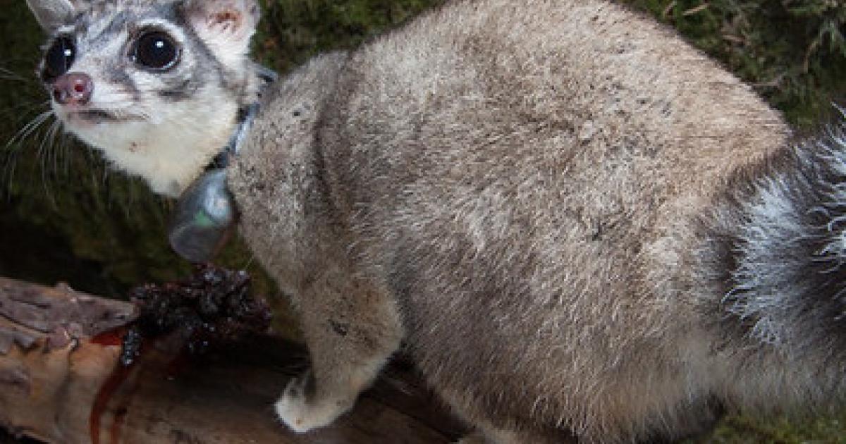 Study provides rare glimpse of the ringtail, an important but poorly ...