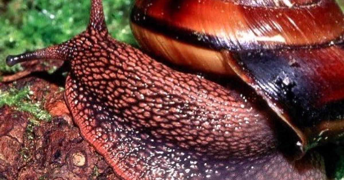 Product that kills agricultural pests also deadly to native Pacific ...