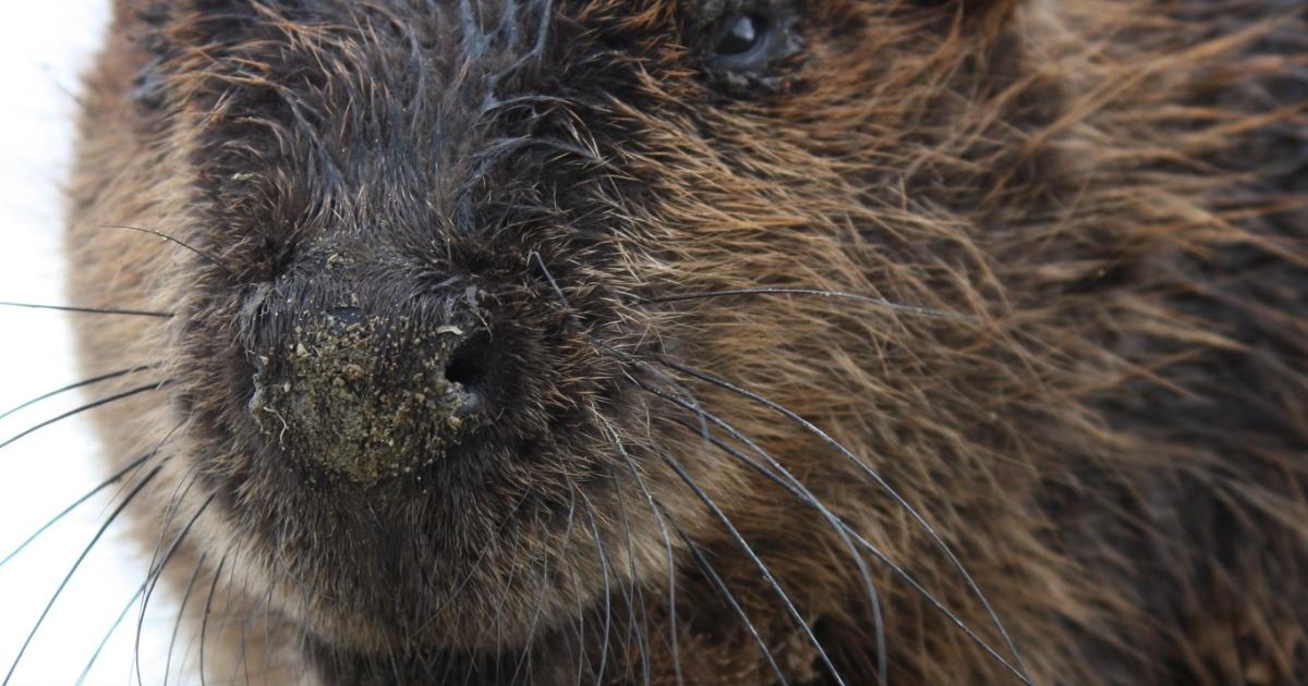 Beavers appear to help the growth of brown trout in South America ...