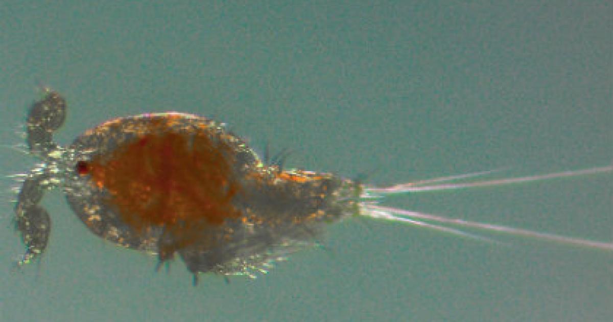 New species may arise from rapid mitochondrial evolution | Newsroom ...
