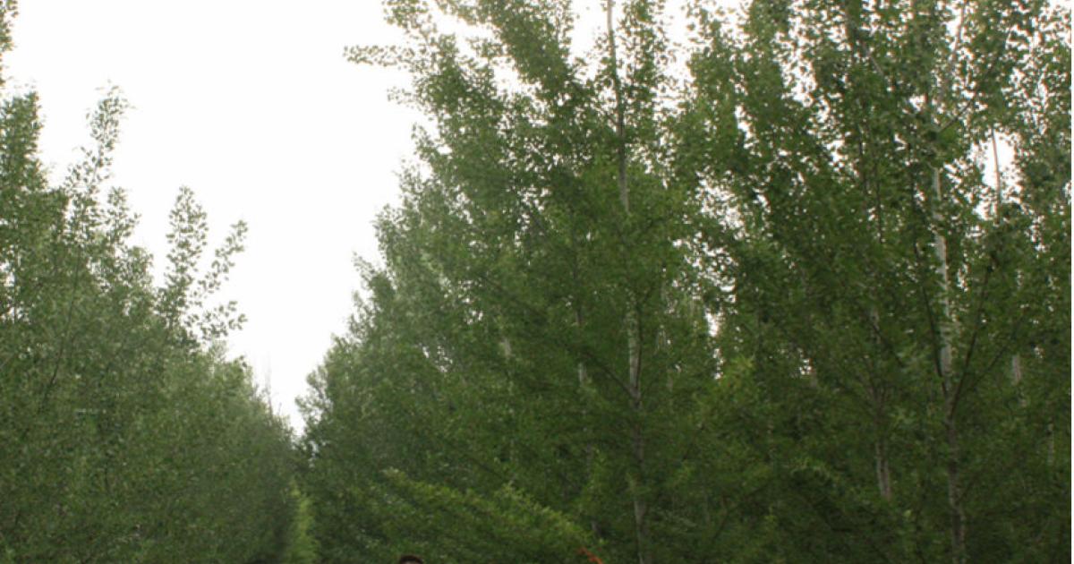 Groundbreaking poplar study shows trees can be genetically engineered ...