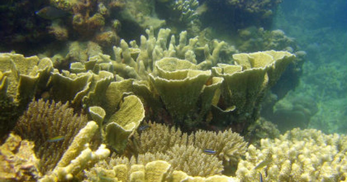 Corals and their microbiomes evolved together, new research shows ...