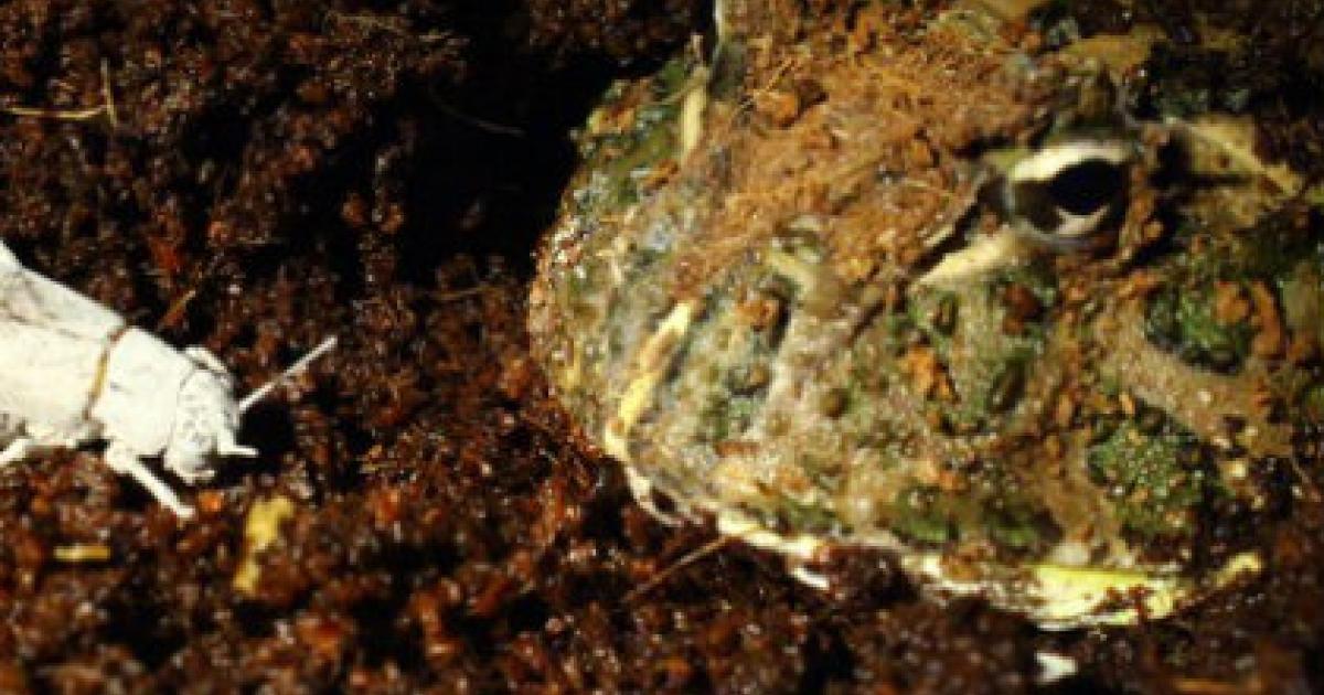 Mucus from frogs’ sticky tongues may jump-start next generation of high ...
