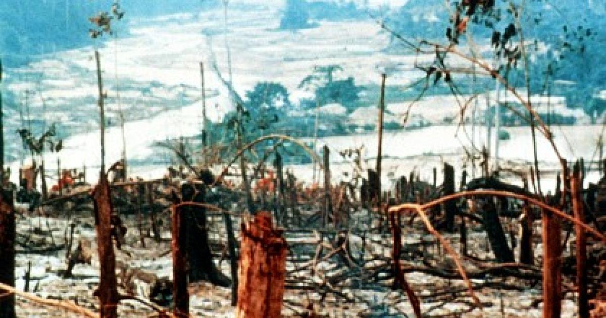 Alert system shows potential for reducing deforestation, mitigating ...
