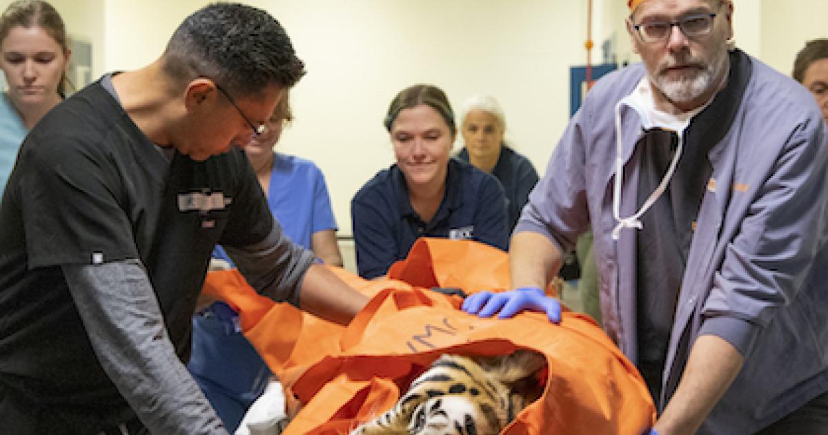 After medical testing at OSU veterinary hospital, Oregon Zoo tiger ...