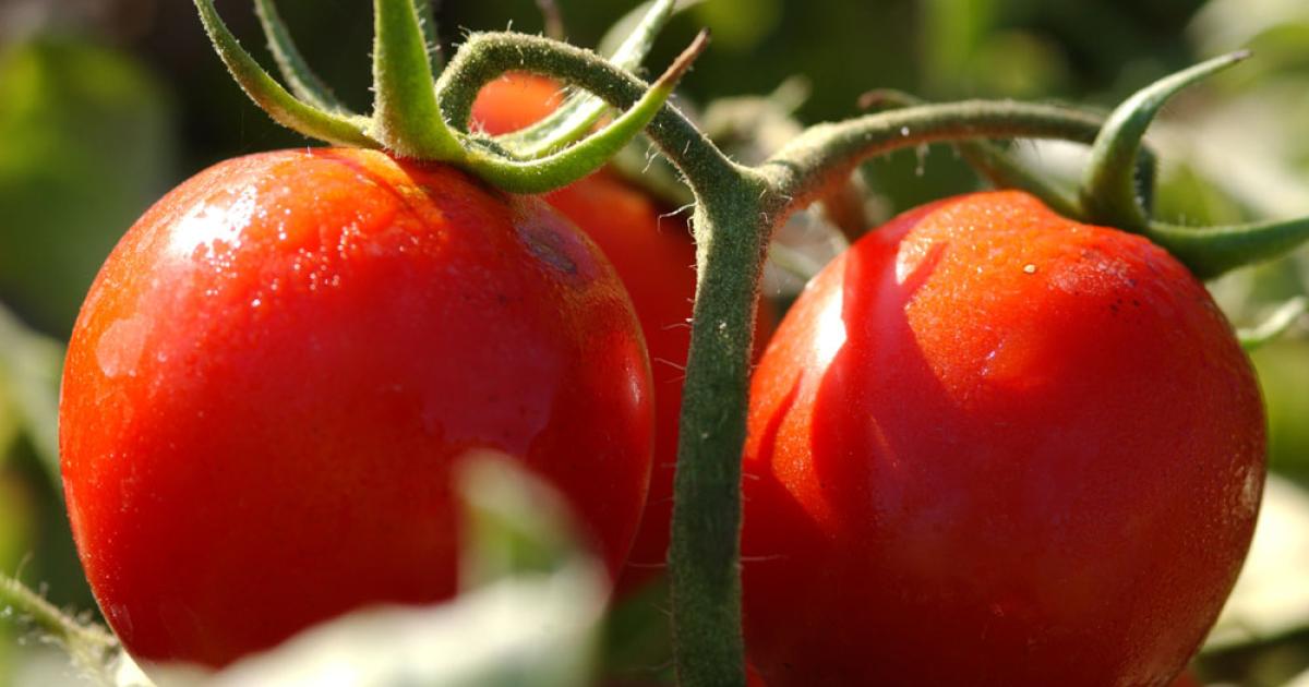 Trial gardens show vegetables can be grown without irrigation ...
