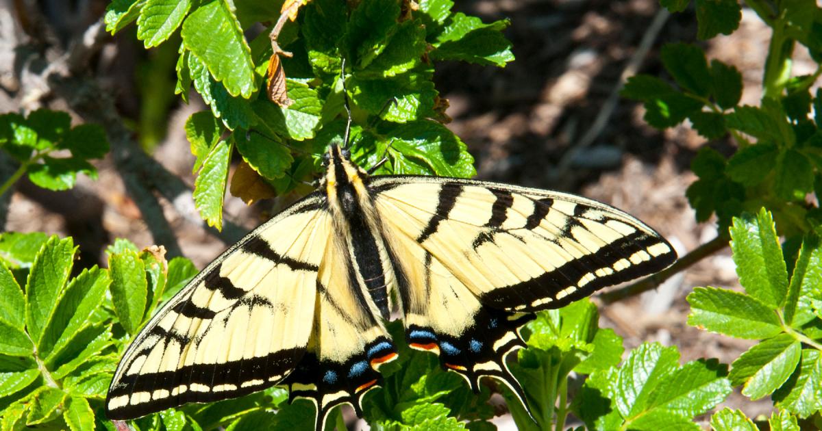 Butterflies wing their way into the garden with the proper room and ...