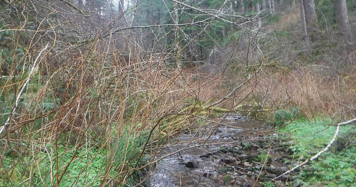 Forest harvesting rules effectively protect water quality in the Alsea ...