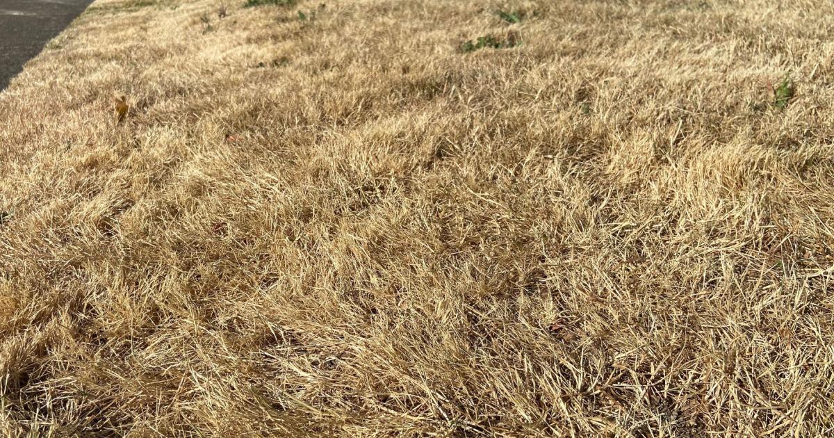 Now’s the time to spiff up ragged lawns | Newsroom | Oregon State ...