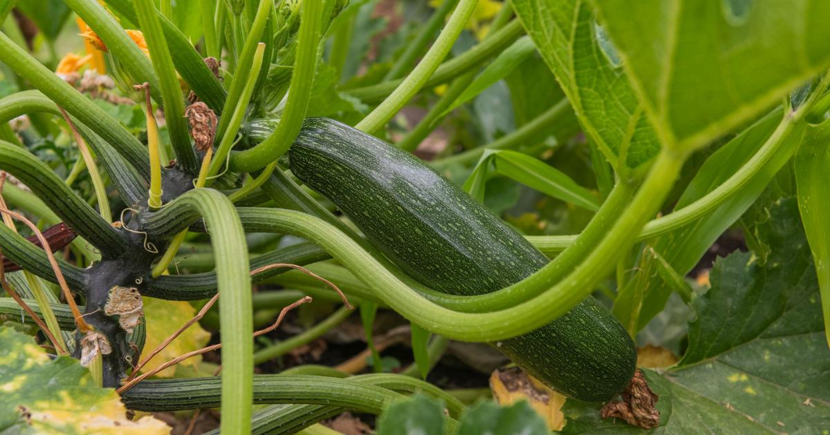 Enrollment skyrockets for OSU Master Gardener vegetable course ...
