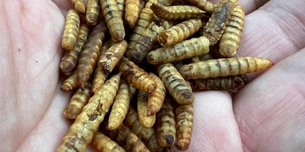 maggot hard shell